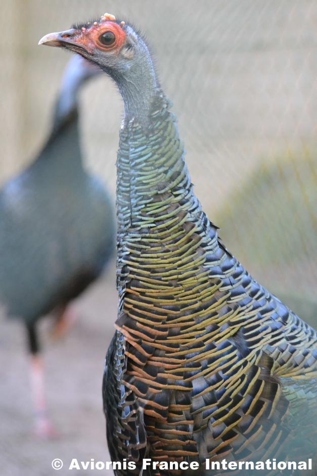 Dindon ocellé | Aviornis France International